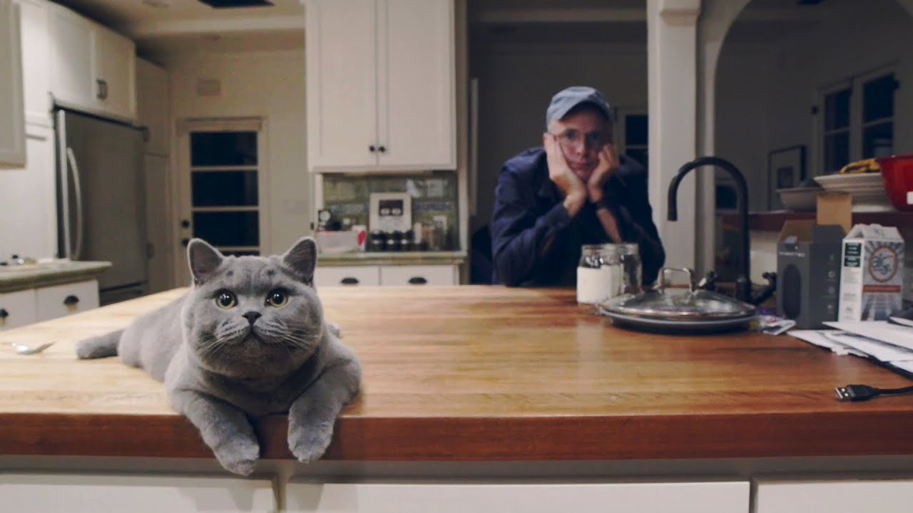 Travis lança videoclipe estrelado por um simpático gatinho - PurePop